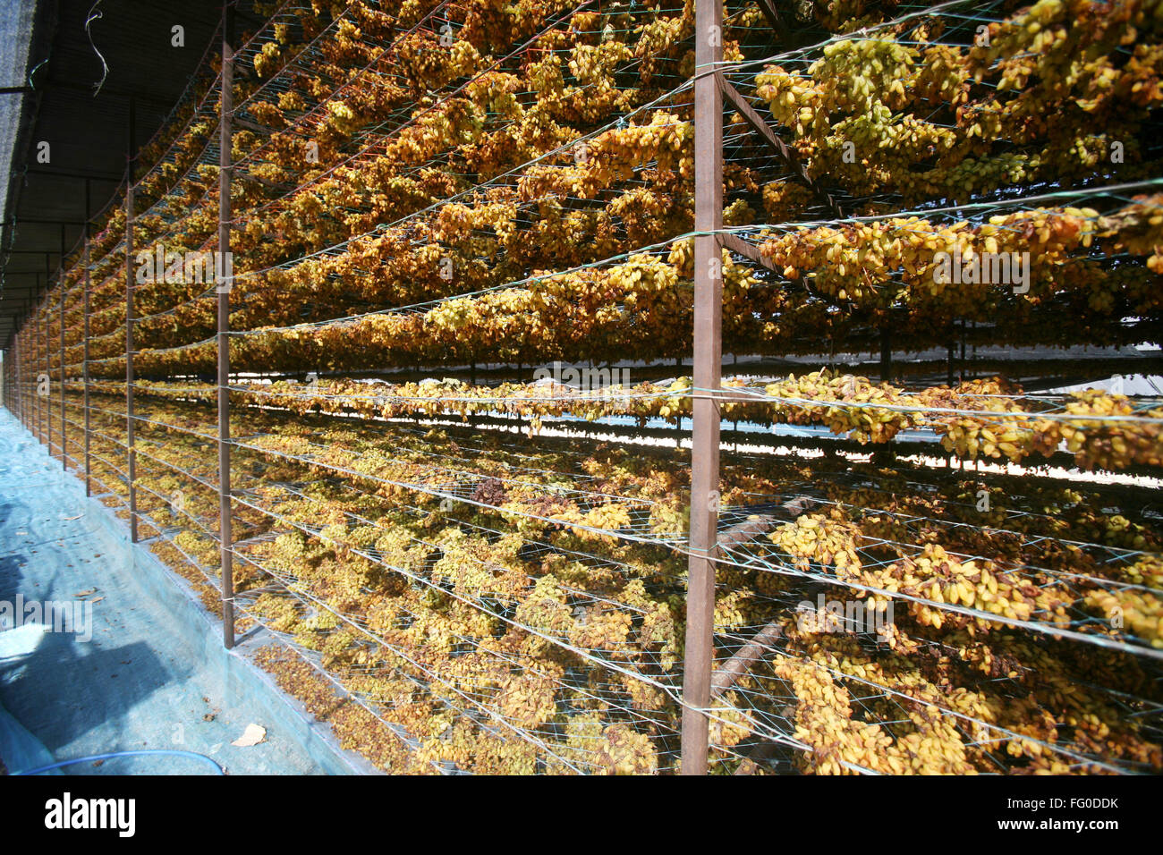 Grapes kept for drying on racks in dry grapes factory at Sangli ...