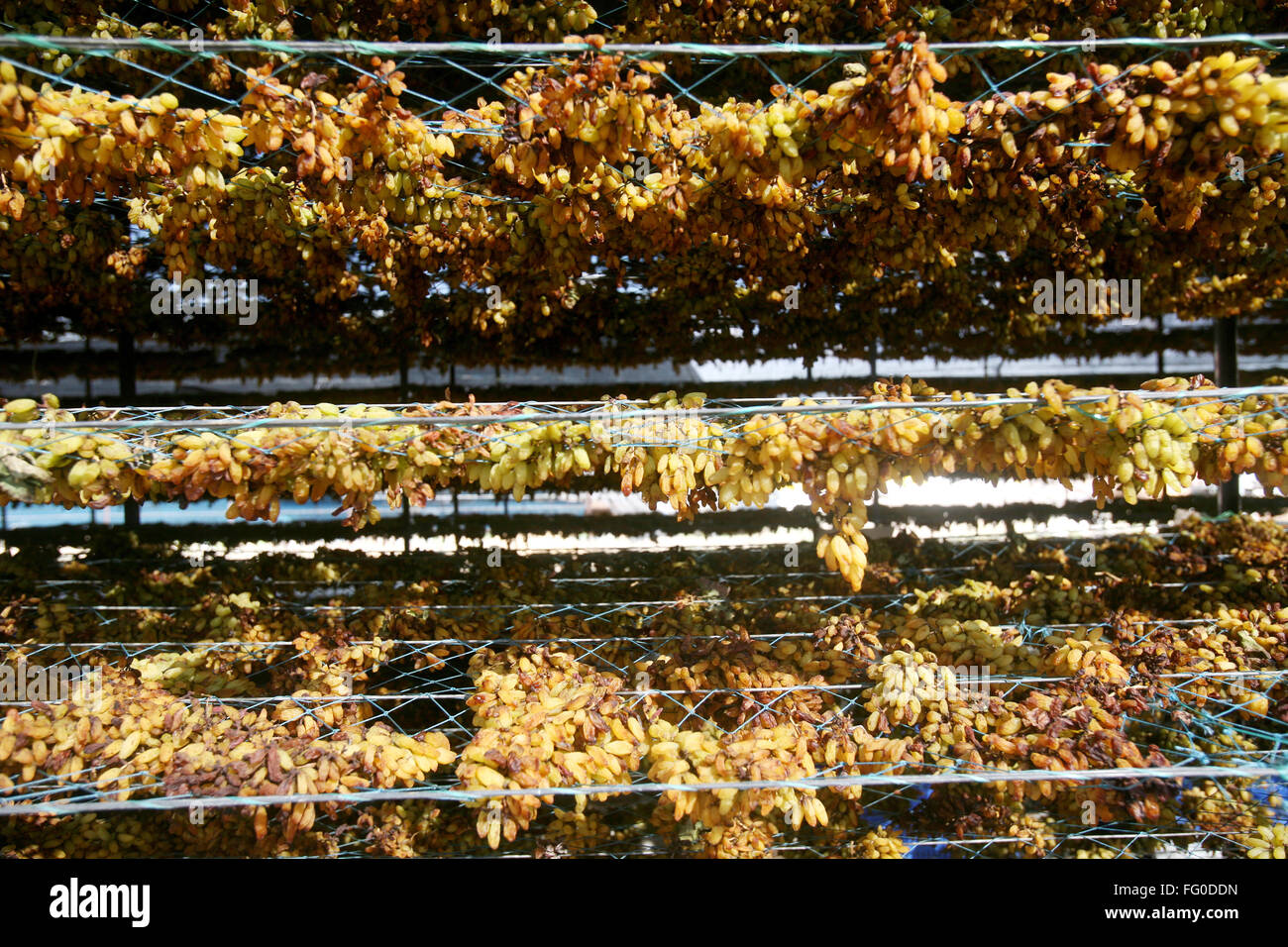 Grapes kept for drying on racks in dry grapes factory at Sangli ...