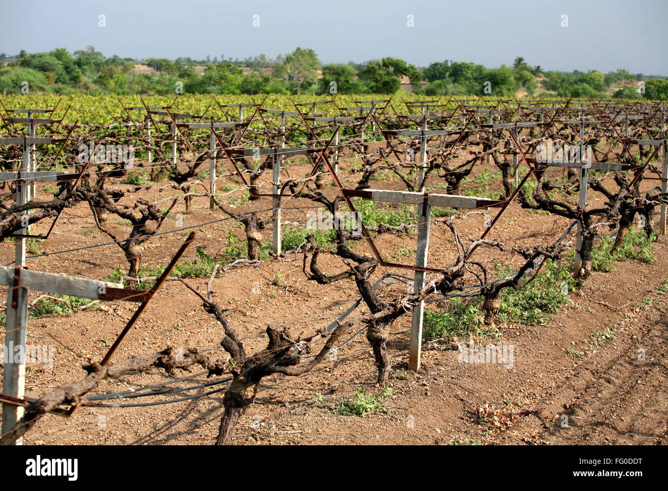 Grapes field in Sangli , Maharashtra , India Stock Photo - Alamy