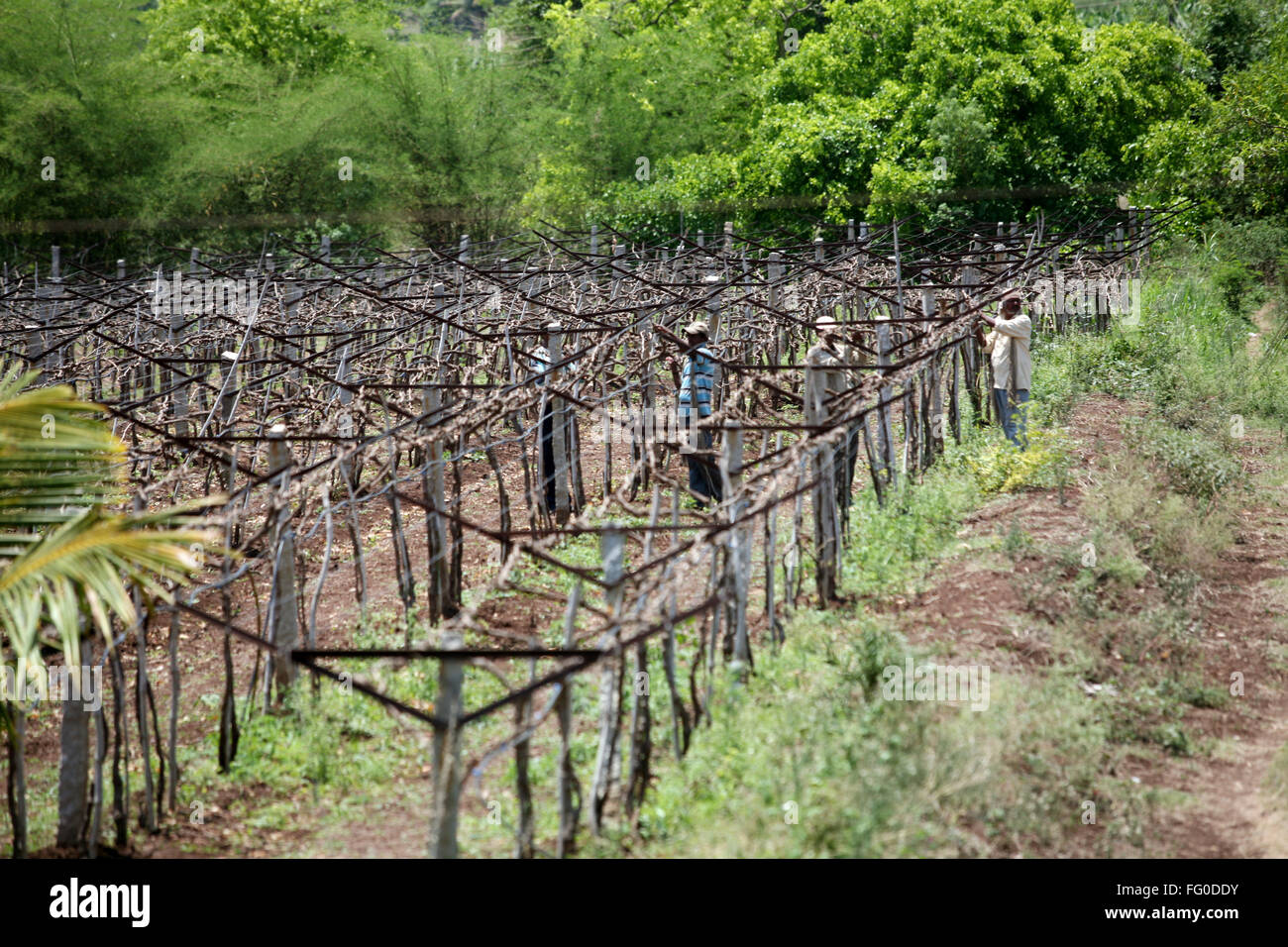 Grapes field in Sangli , Maharashtra , India Stock Photo - Alamy