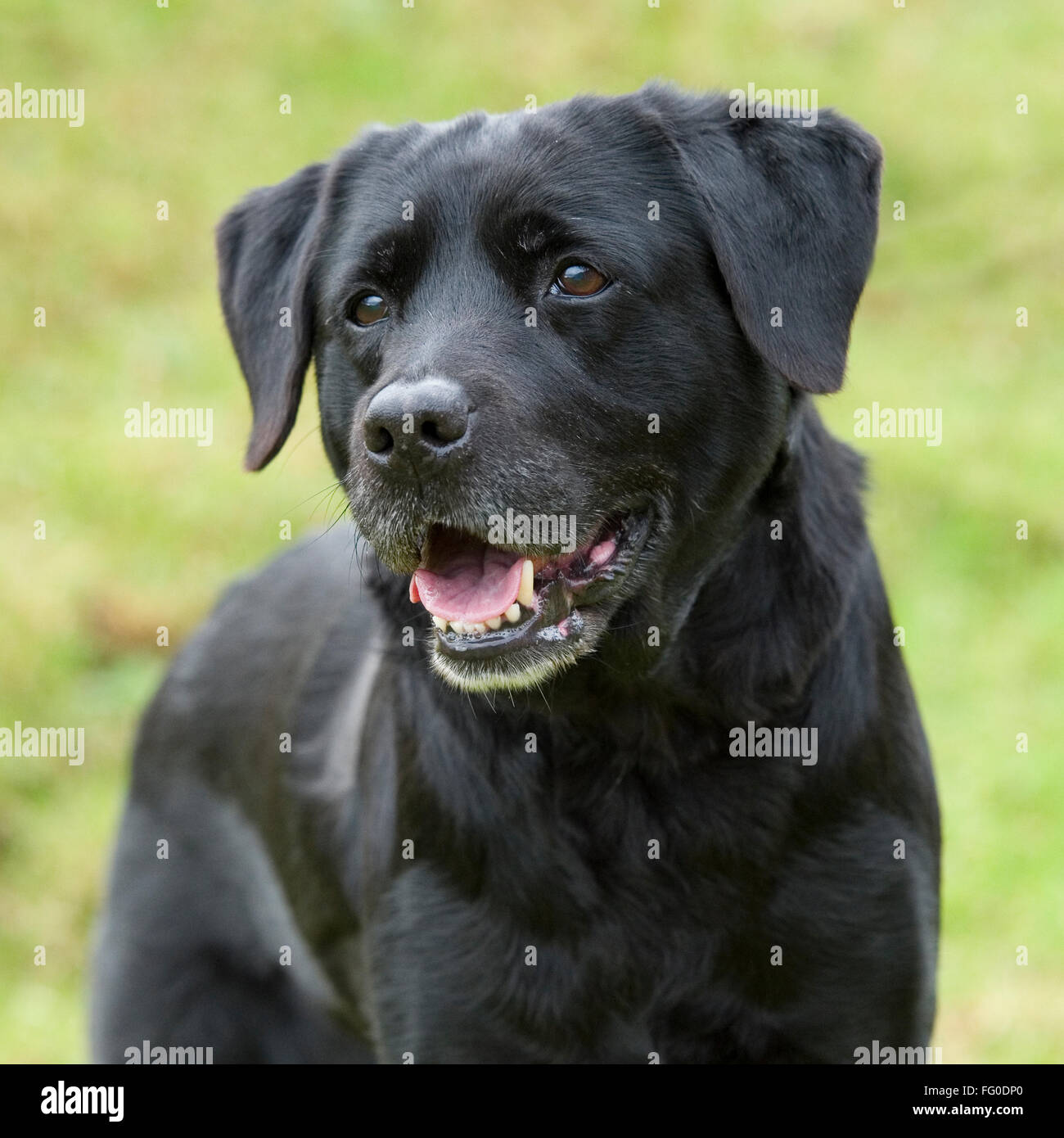 Black Labrador Retriever Stock Photos & Black Labrador Retriever Stock ...