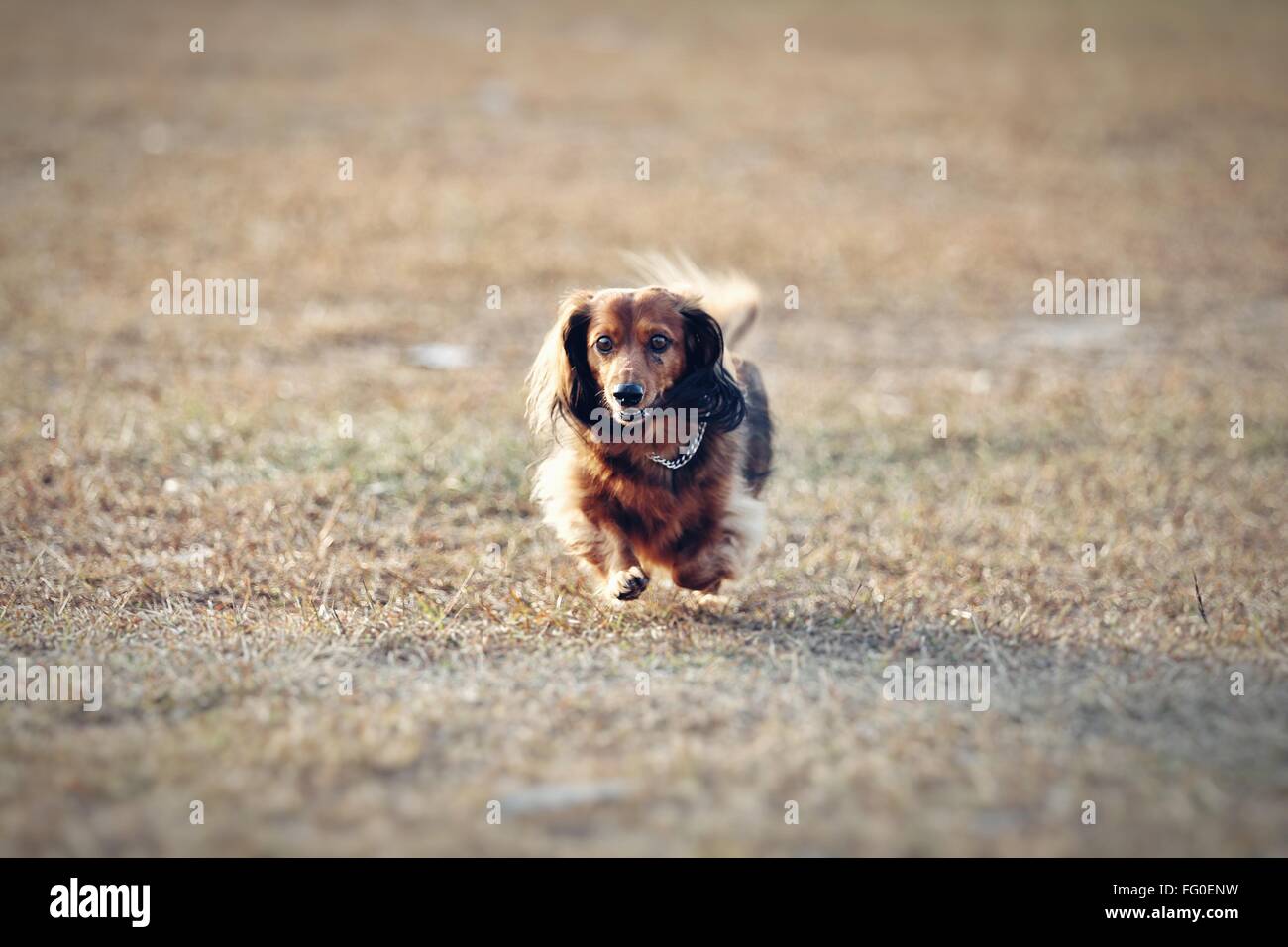 Dachshund Running Stock Photos & Dachshund Running Stock Images - Alamy