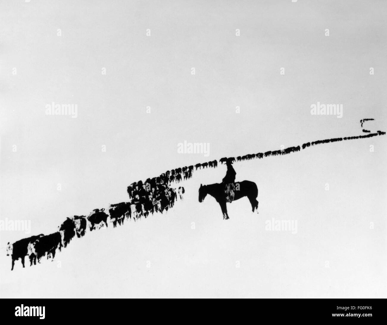 WYOMING: CATTLE, c1920. /nA cowboy driving cattle in a blizzard in ...