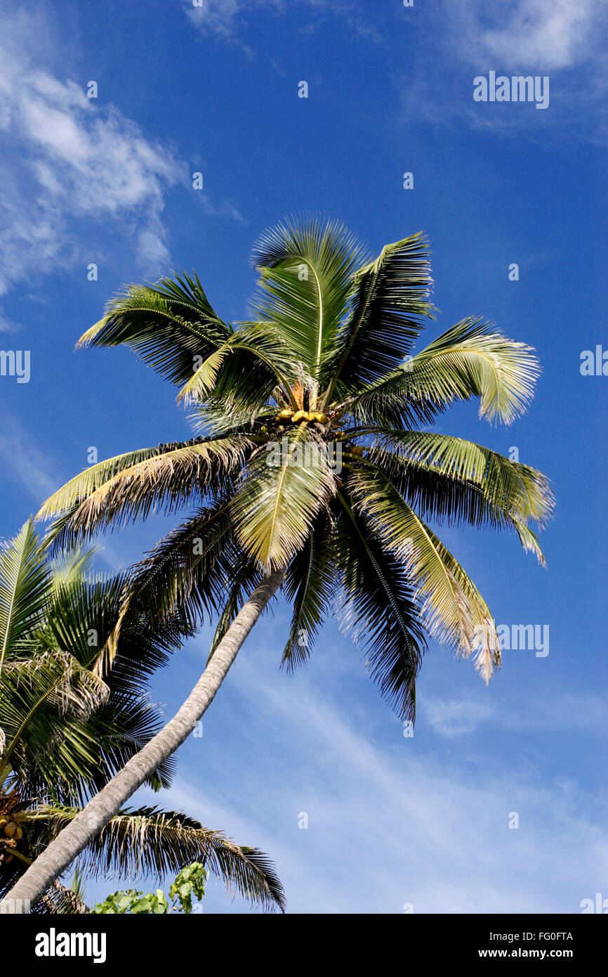 Coconut trees against blue sky , Village Bhogwe , Konkan , District ...
