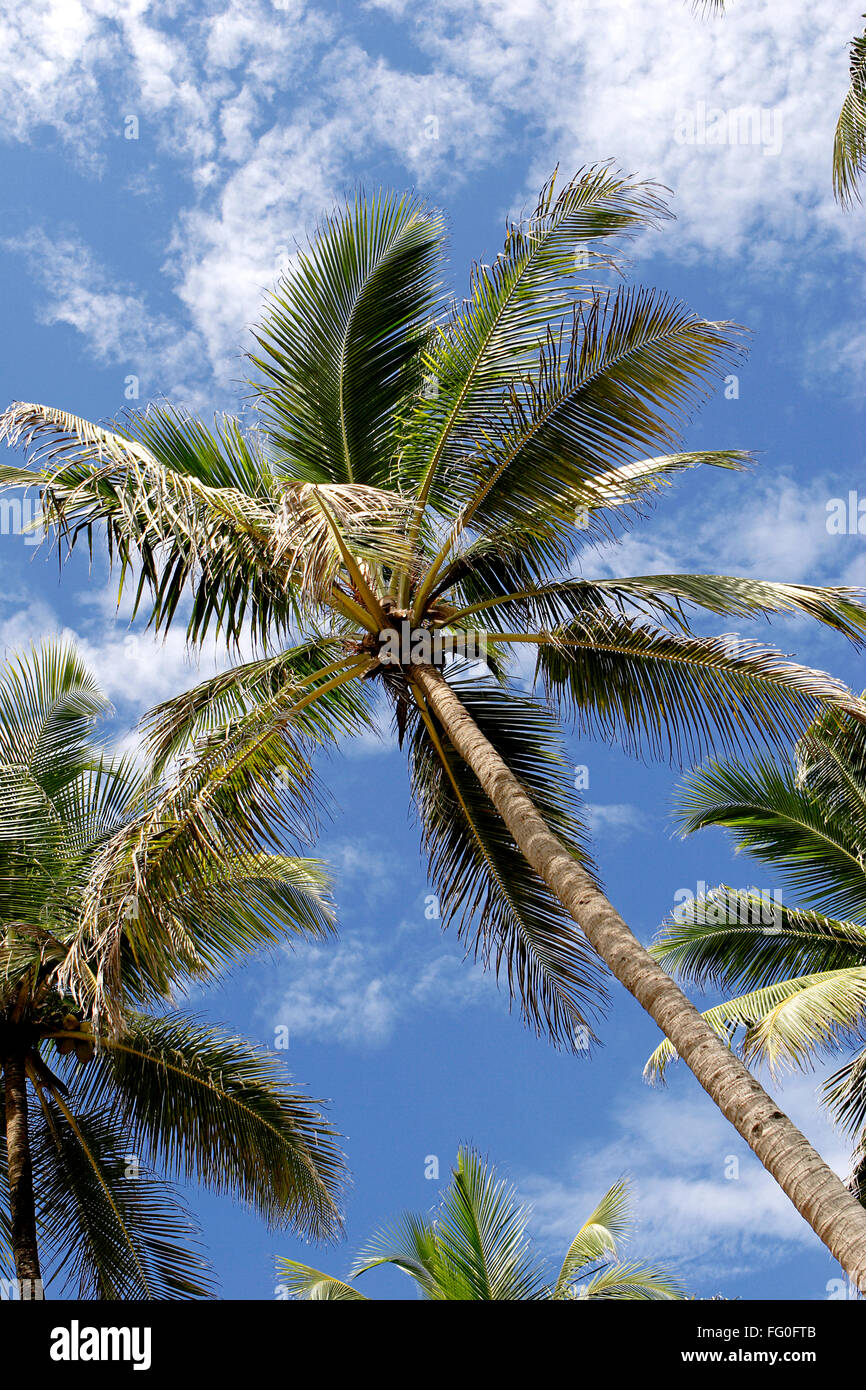 Tall Coconut Tree High Resolution Stock Photography and Images - Alamy