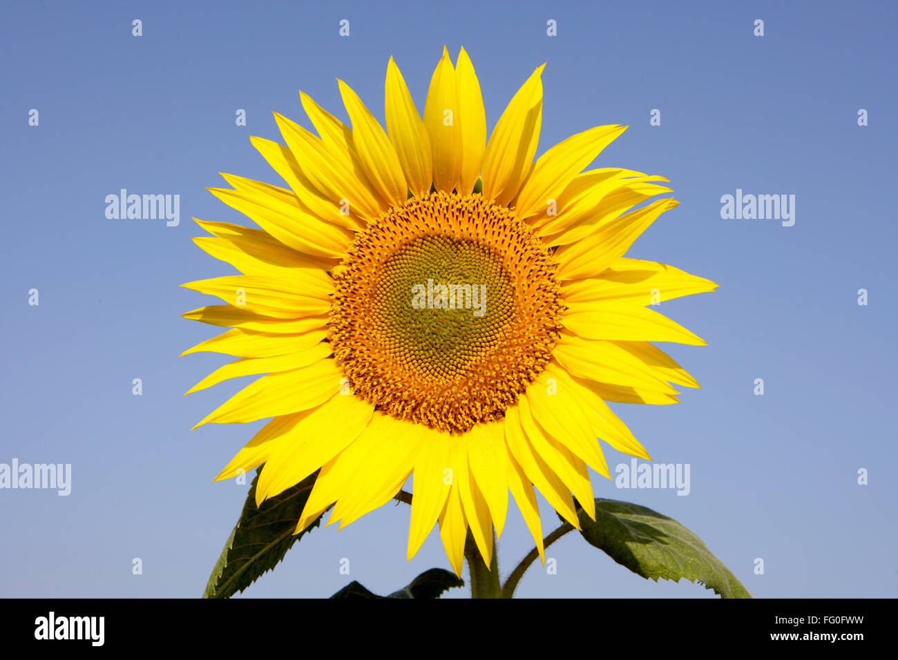 Sunflower In India India And Sunflower High Resolution Stock ...
