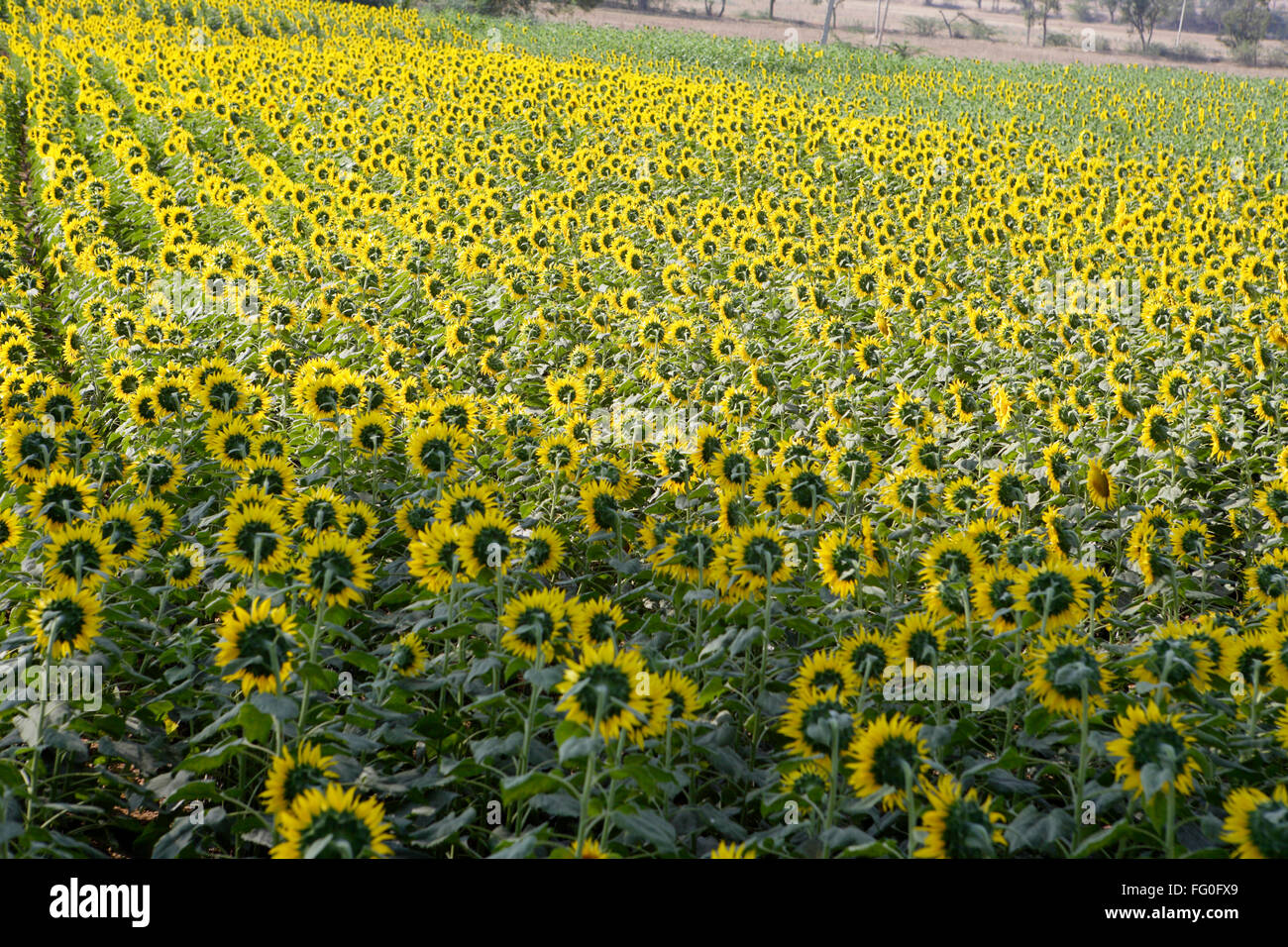 Sunflowers growing in field , Karnataka , India , Asia Stock Photo - Alamy