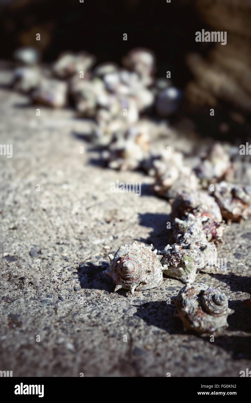 Conch shells hi-res stock photography and images - Alamy