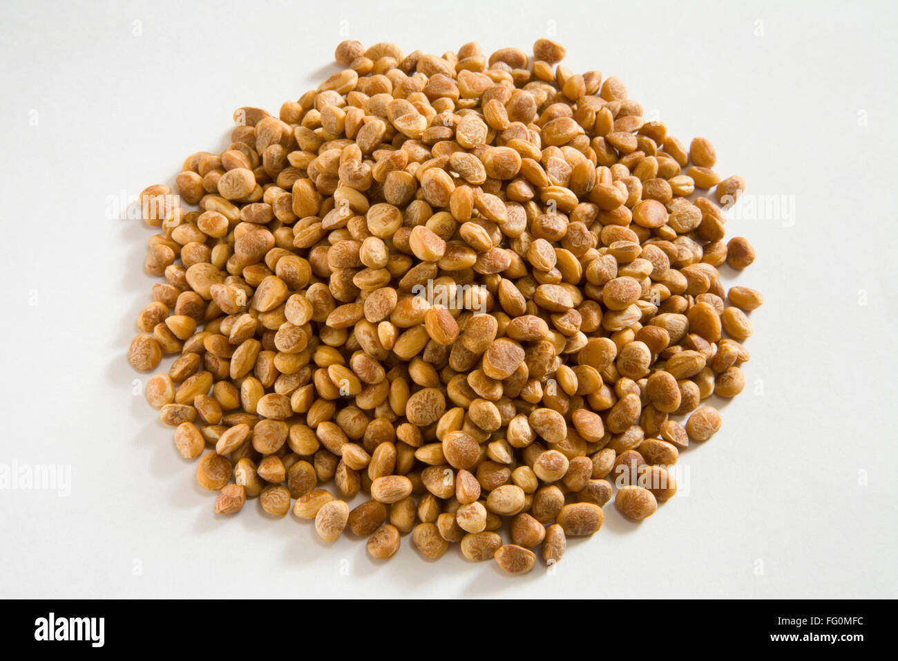 Dry fruit , whole Chirongi nuts Charoli Buchanania lanzan on white ...