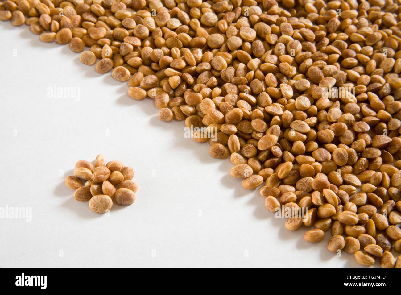 Dry fruit , whole Chirongi nuts Charoli Buchanania lanzan on white ...