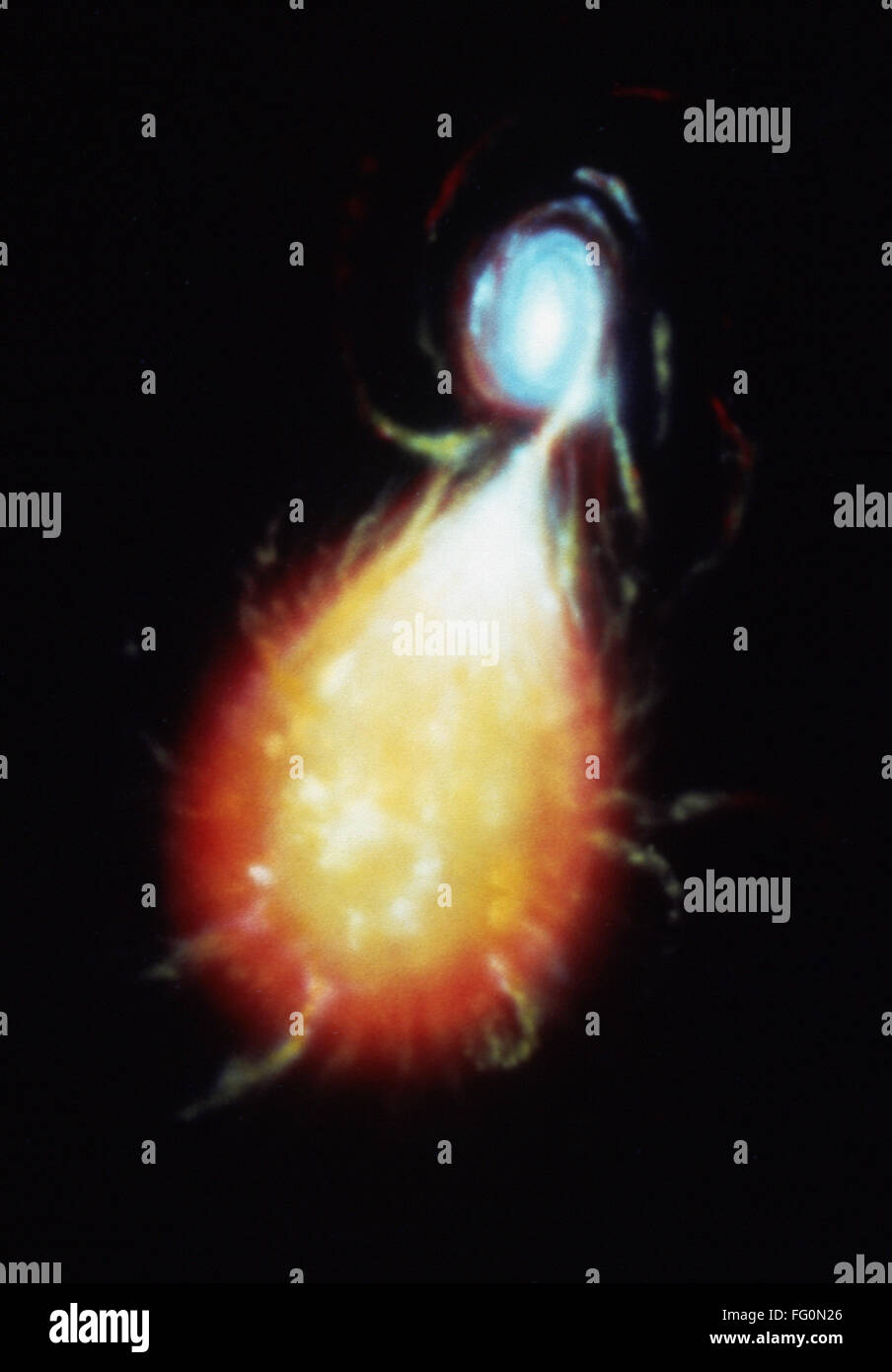 SPACE: BINARY STAR. /nThe Roche lobe formation of material orbiting a ...