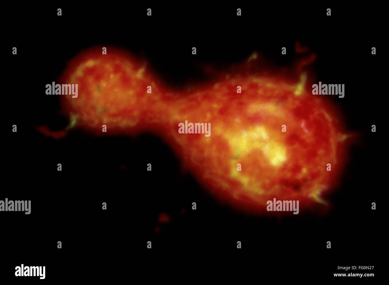 SPACE: BINARY STAR. /nA binary star in a dumbbell formation as the two ...