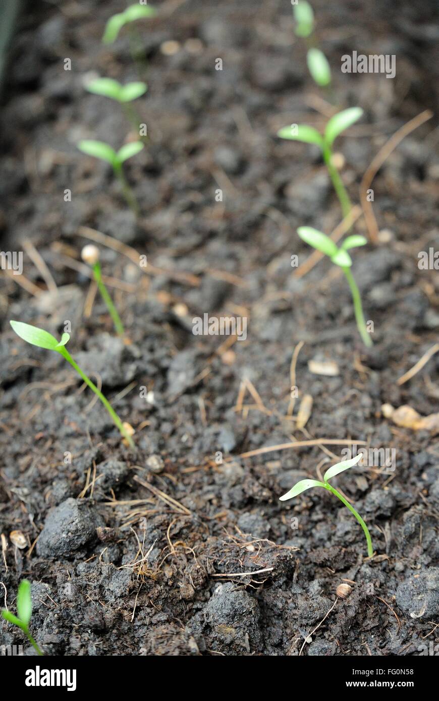 Close-Up Of Plants Growing On Soil Stock Photo - Alamy