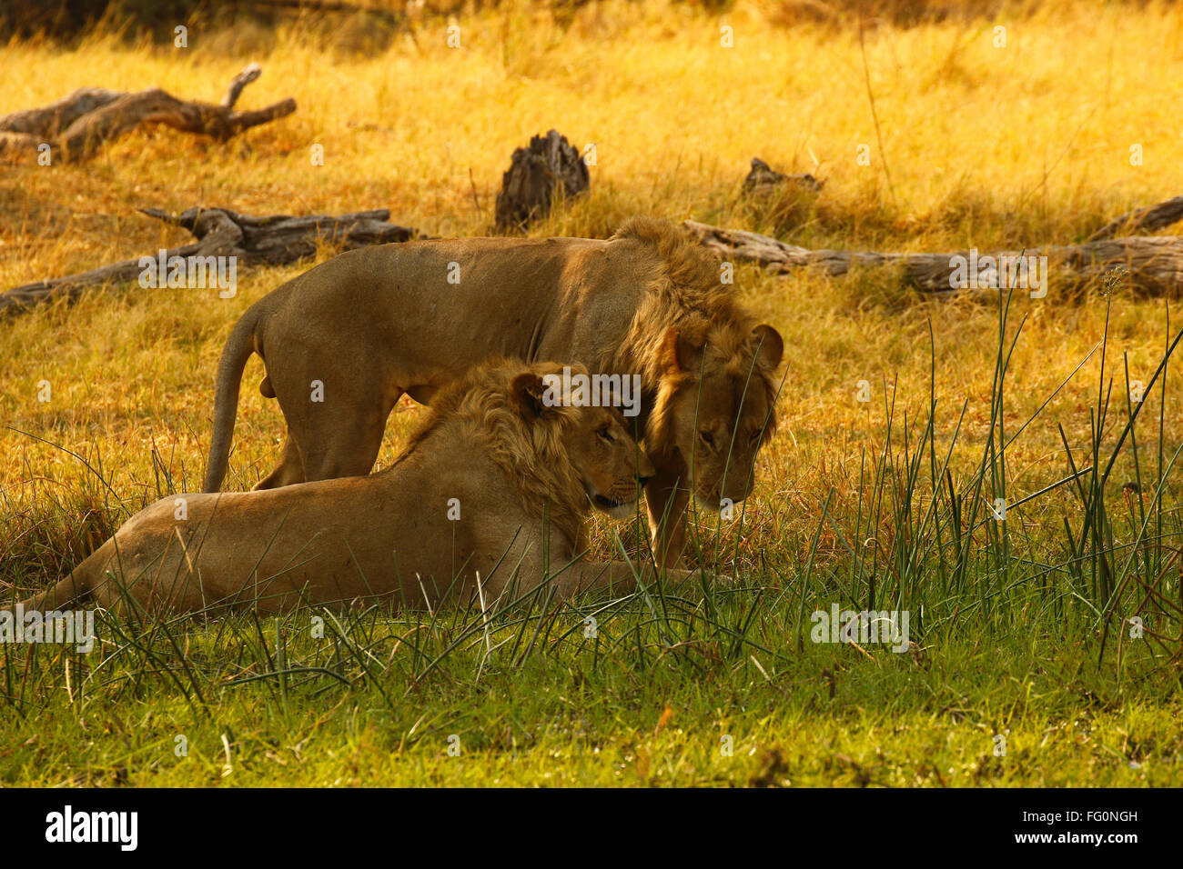 Two magnificent lion brothers with blond manes, regal beautiful wild ...