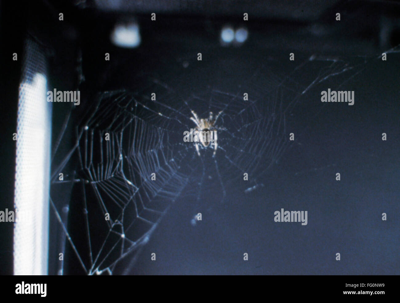 SPACE: SPIDER, 1973. /nArabella, a common cross spider, spinning a web ...