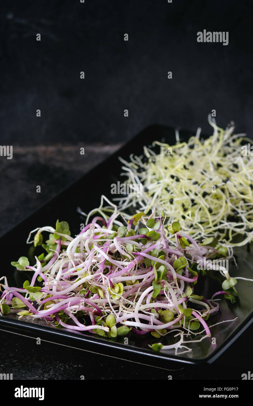 Plate of Fresh Sprouts Stock Photo - Alamy