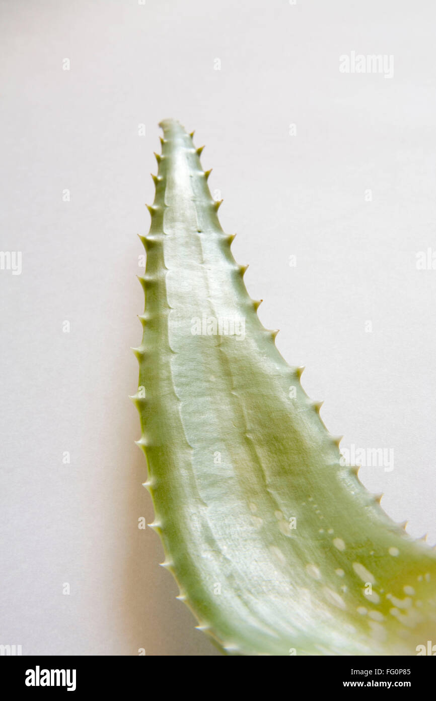 Wild aloe vera hi-res stock photography and images - Alamy