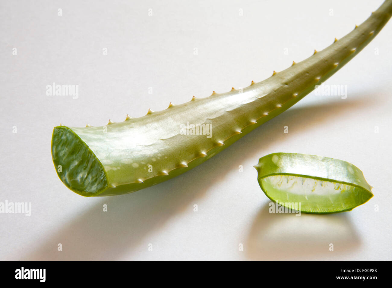 Wild aloe vera hi-res stock photography and images - Alamy