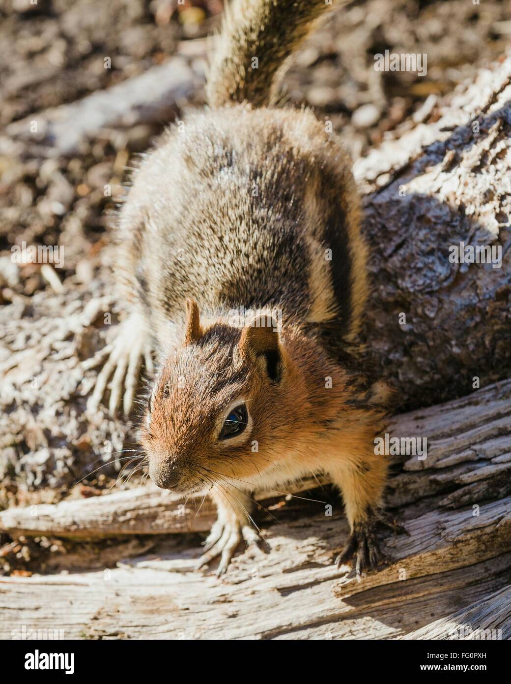 Close-Up Of A Rat On The Ground Stock Photo - Alamy