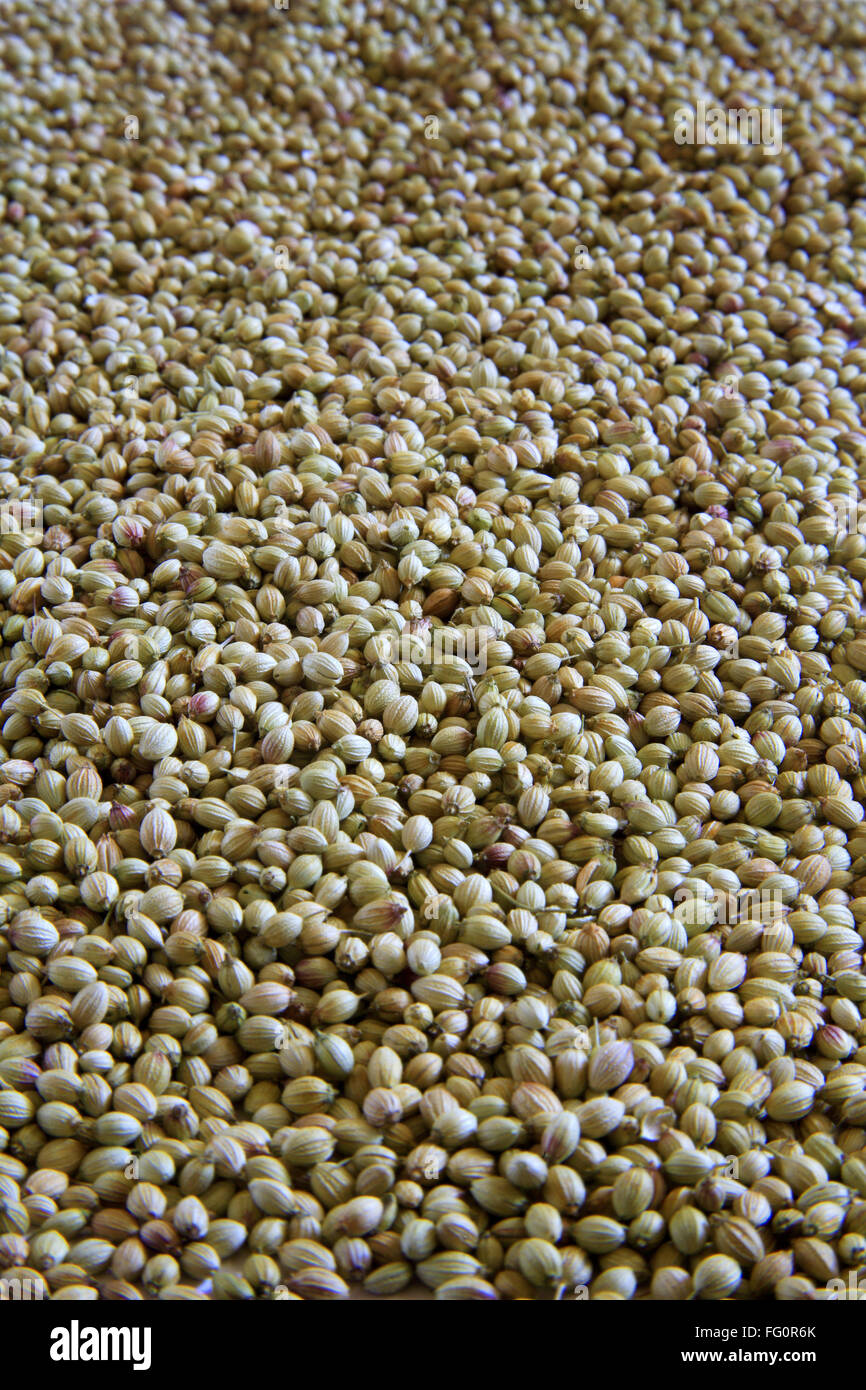 Indian spice , Coriander seeds Dhania Coriandum sativum on white background Stock Photo - Alamy