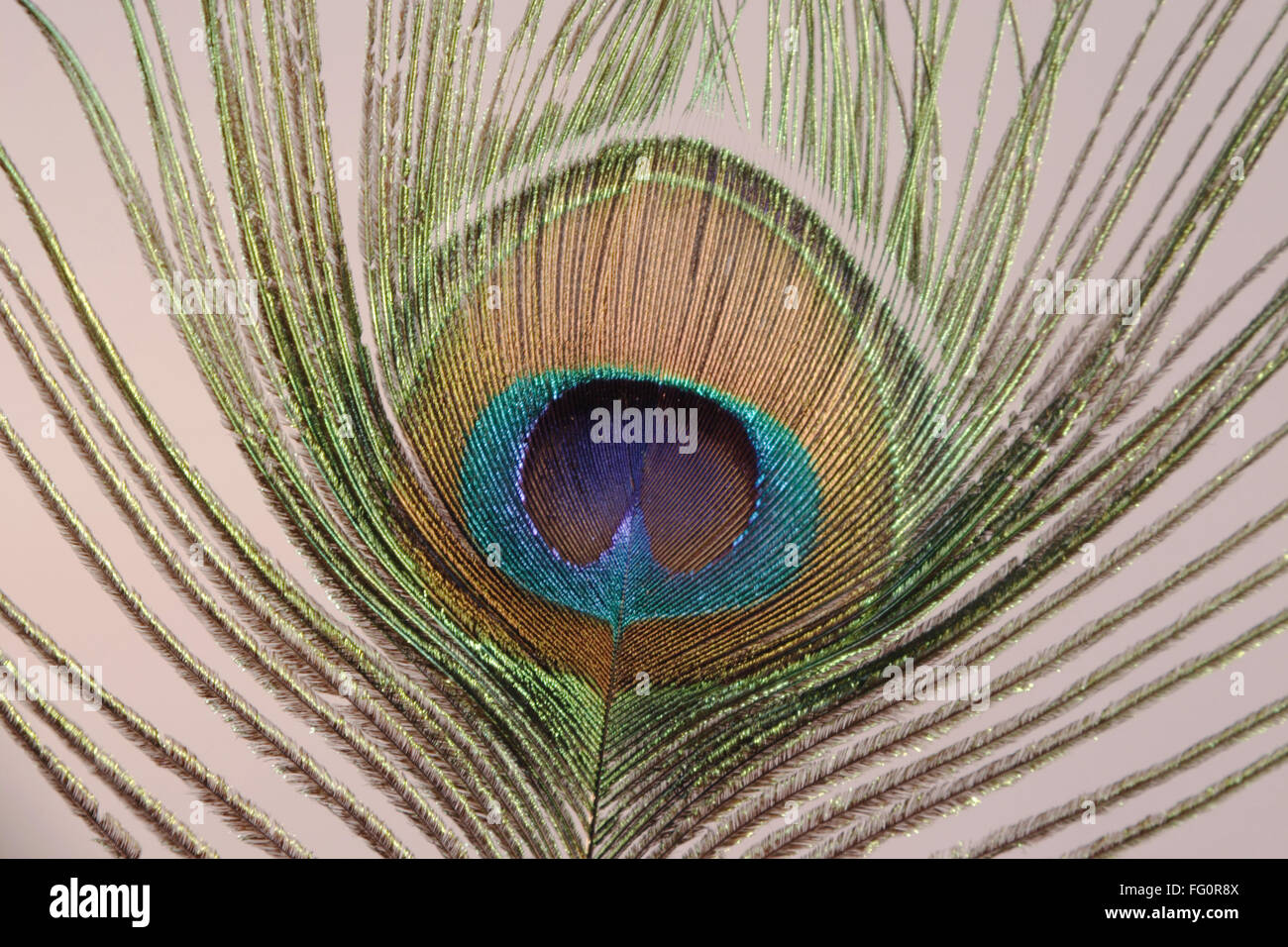 Nature, picture of Peacock wing Stock Photo - Alamy