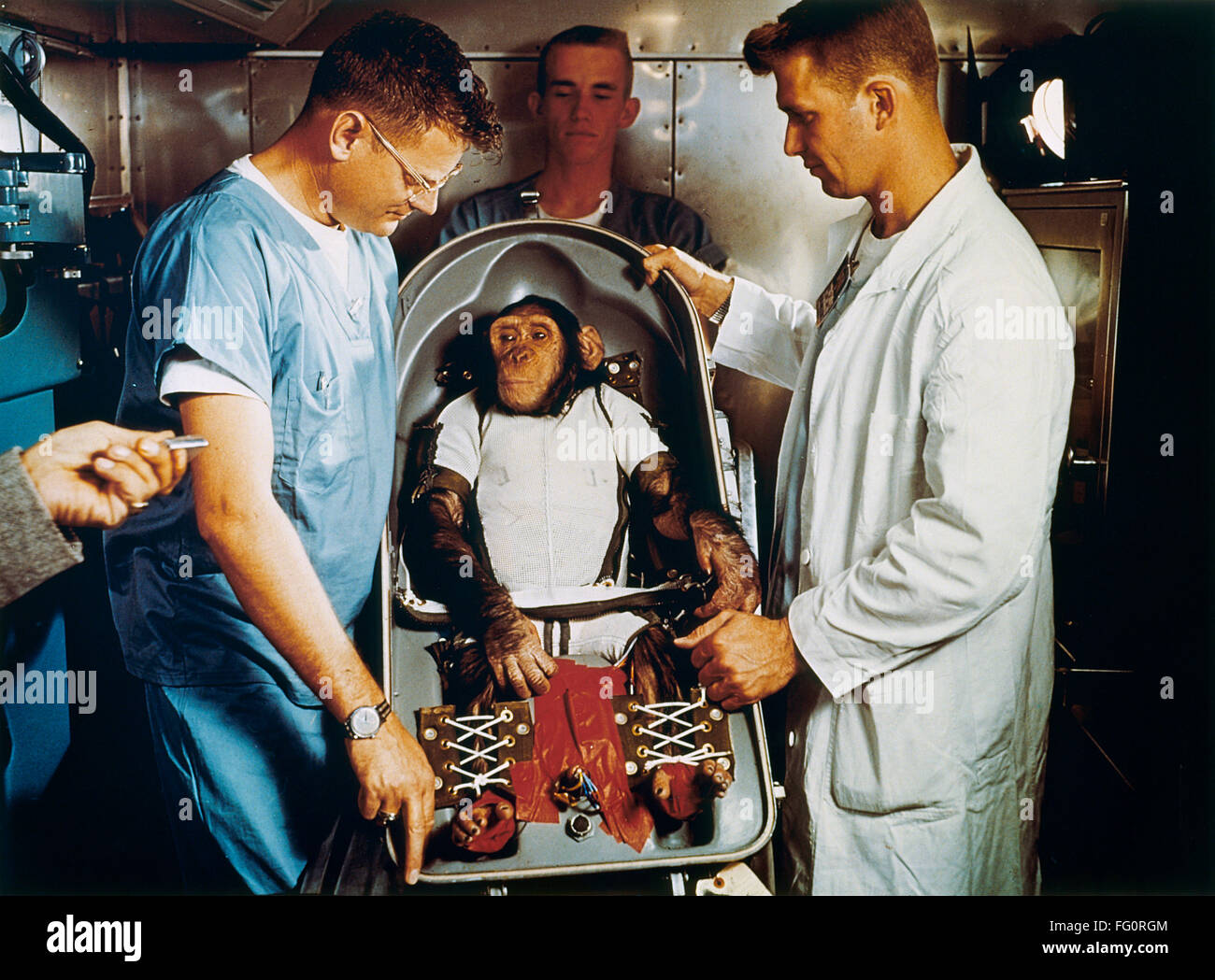 SPACE: CHIMPANZEE, 1961. /nA chimpanzee, Ham, being fastened into the ...