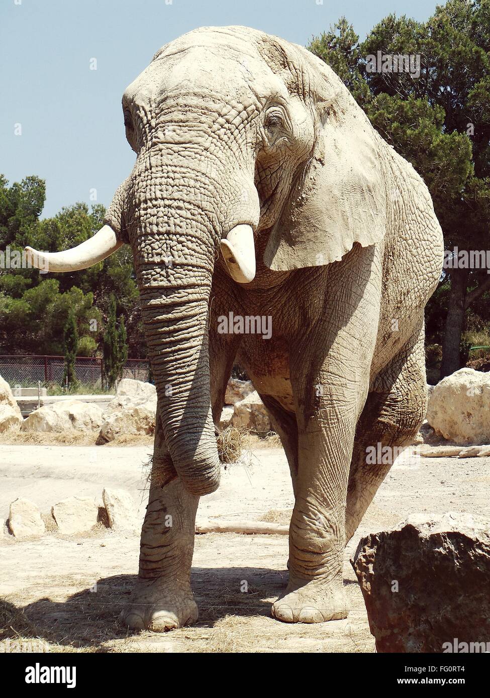 View Of An Elephant On Landscape Stock Photo - Alamy