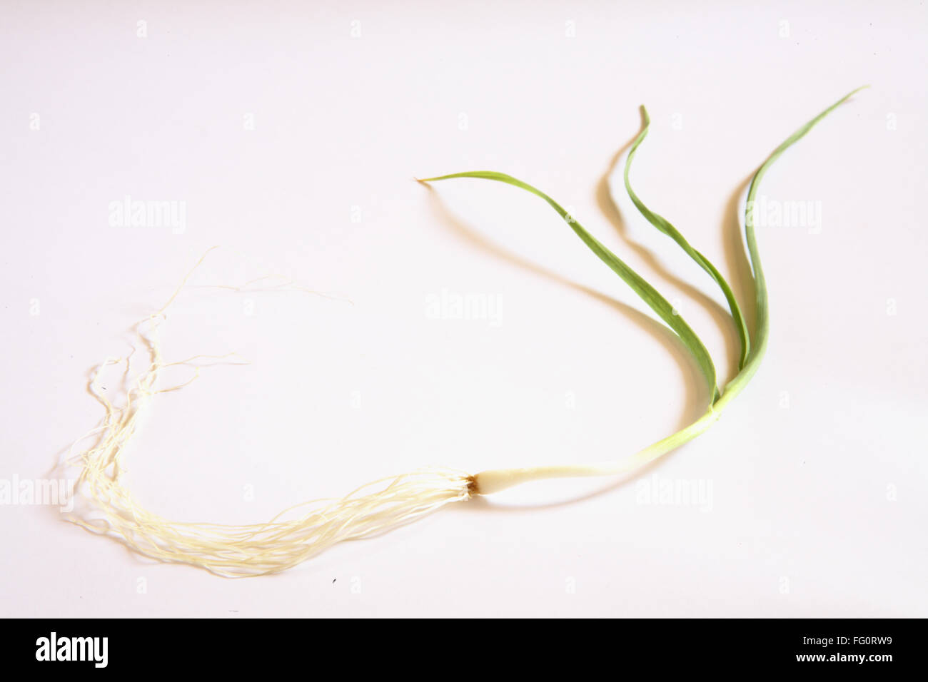 Indian spice , fresh green Garlic leaves with root Lahsun Allium ...