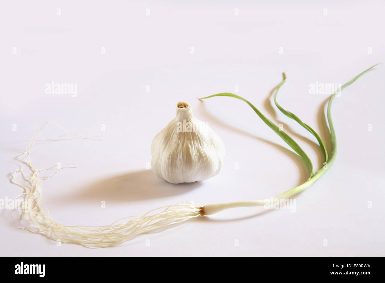 Indian spice , fresh green garlic leaves with root and bulbs Lahsun ...