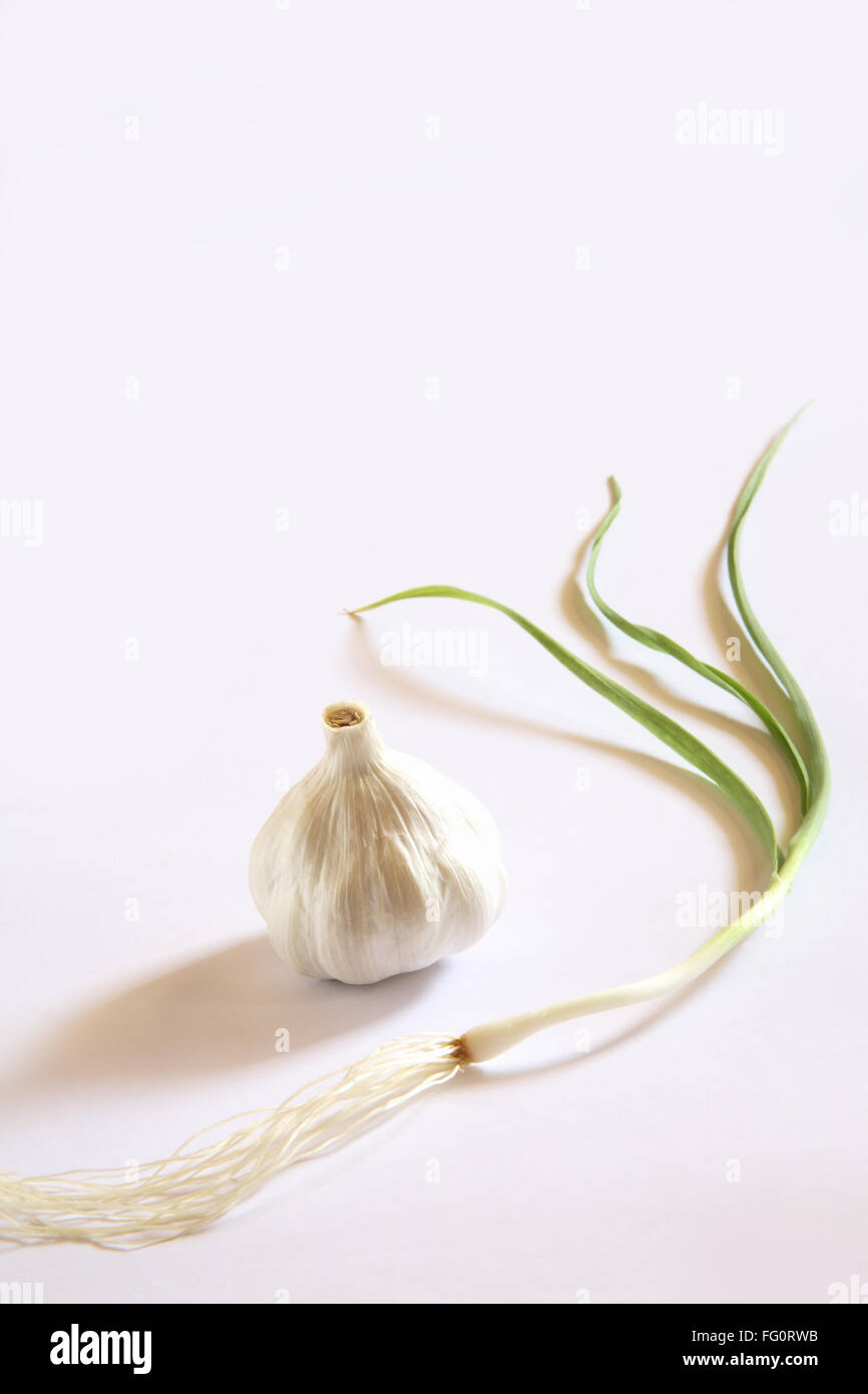 Indian spice , fresh green garlic leaves with root and bulbs Lahsun ...