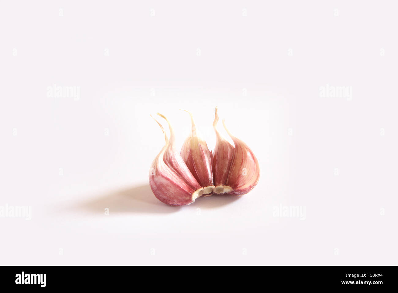 Indian spice , Garlic cloves Lahsun Allium sativum on white background ...