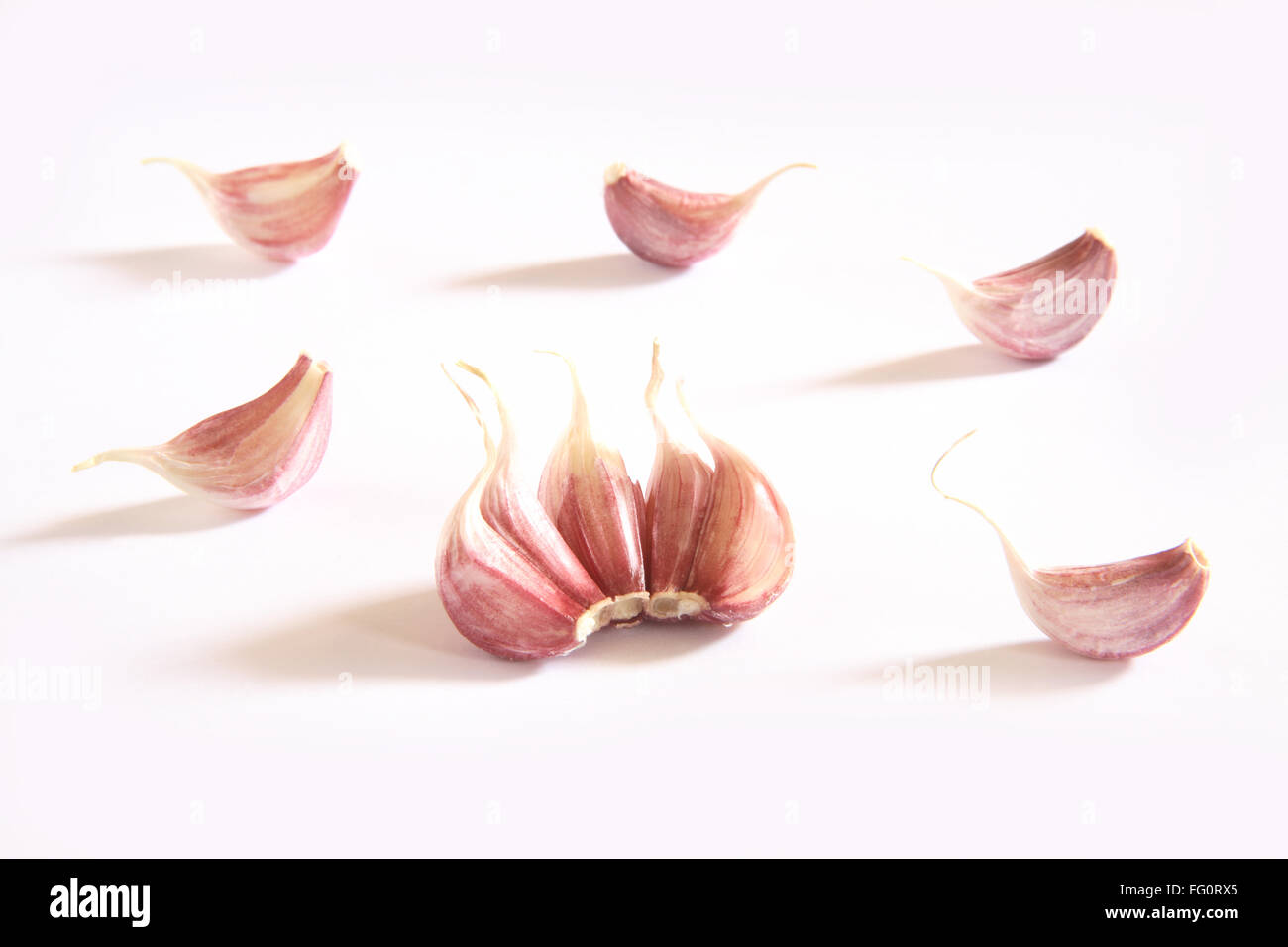 Indian spice , Garlic cloves Lahsun Allium sativum on white background ...