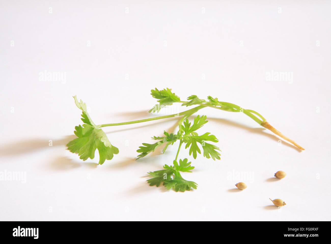 Indian spices , fresh Coriander leaves and seeds Dhania Coriand rum ...