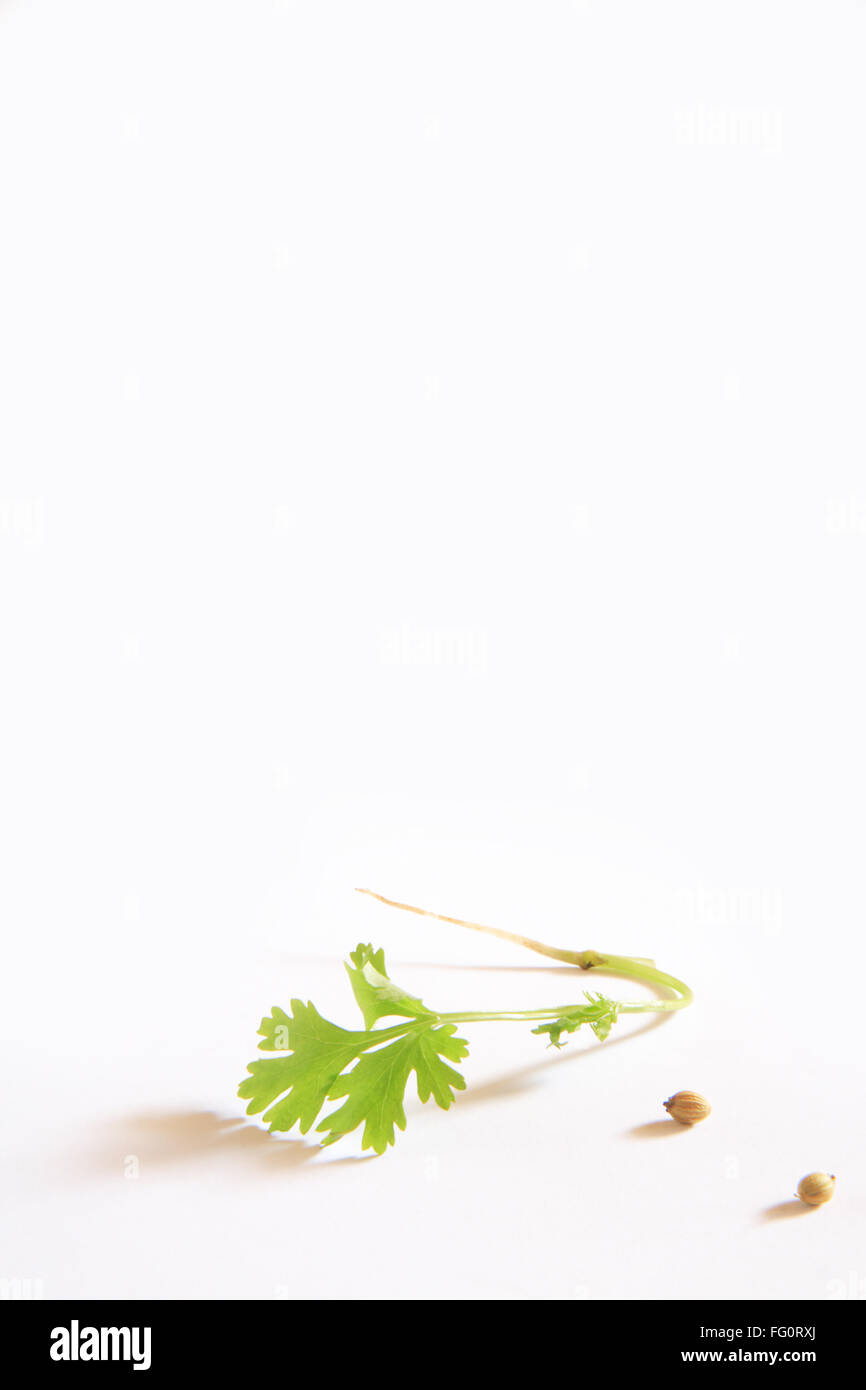 Indian spices , fresh Coriander leaves and seeds Dhania Coriand rum ...