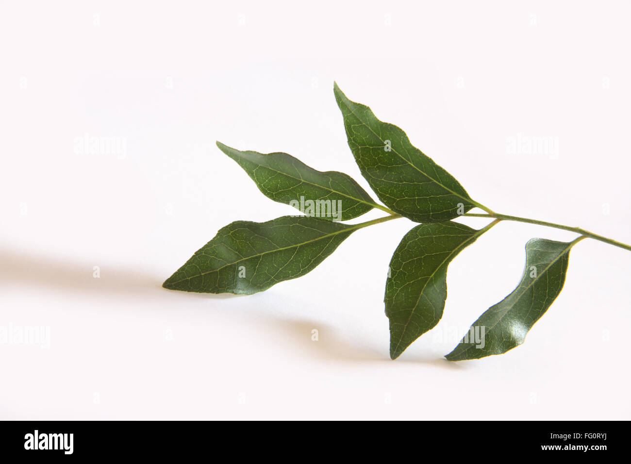 Indian spice , fresh curry leaves , sweet neem , Kadhi Patta , Murraya ...