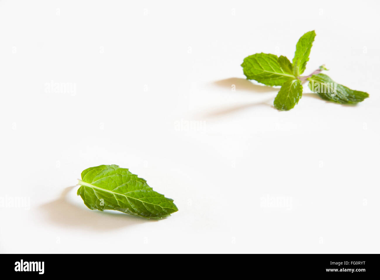 Indian spice , fresh Mint leaves Pudina Mentha on white background ...
