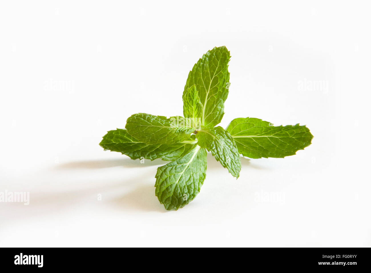 Indian spice , fresh Mint leaves Pudina Mentha on white background ...