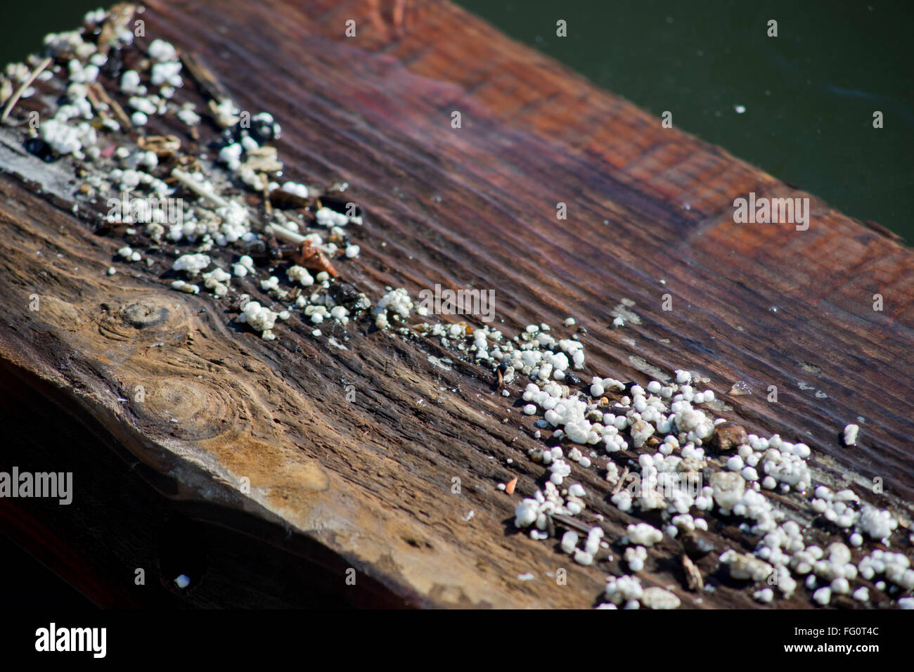 Wood log with Styrofoam particles floating on the River Thames, in ...