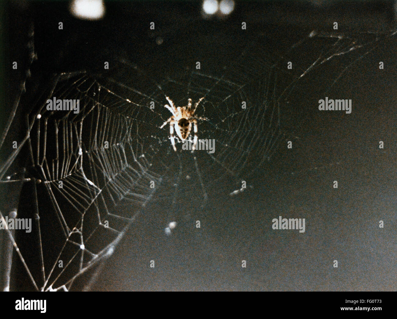SPACE: SPIDER, 1973. /nArabella, a common cross spider, spinning a web ...