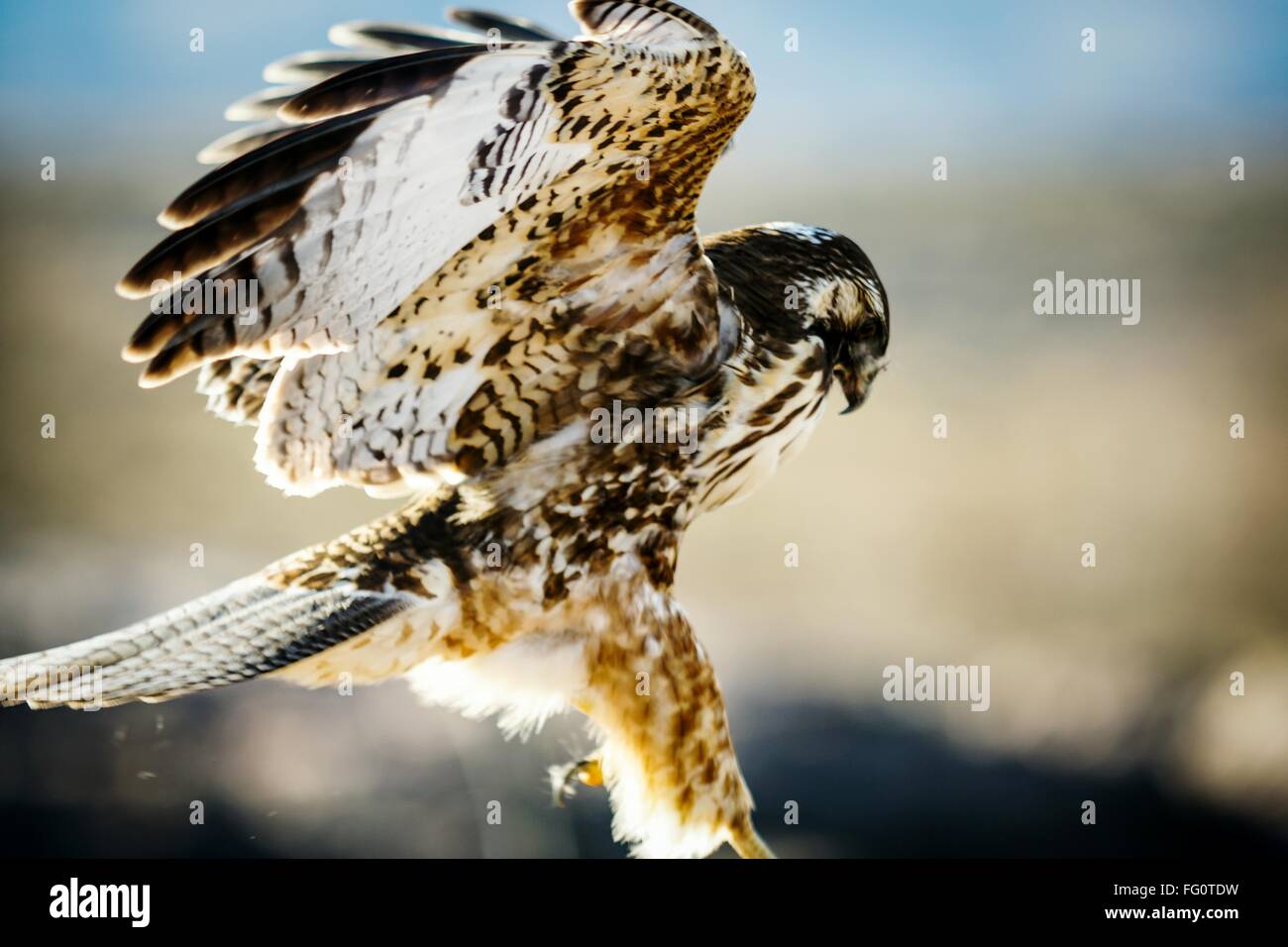 Side View Of Bird Flying Against Blurred Background Stock Photo - Alamy