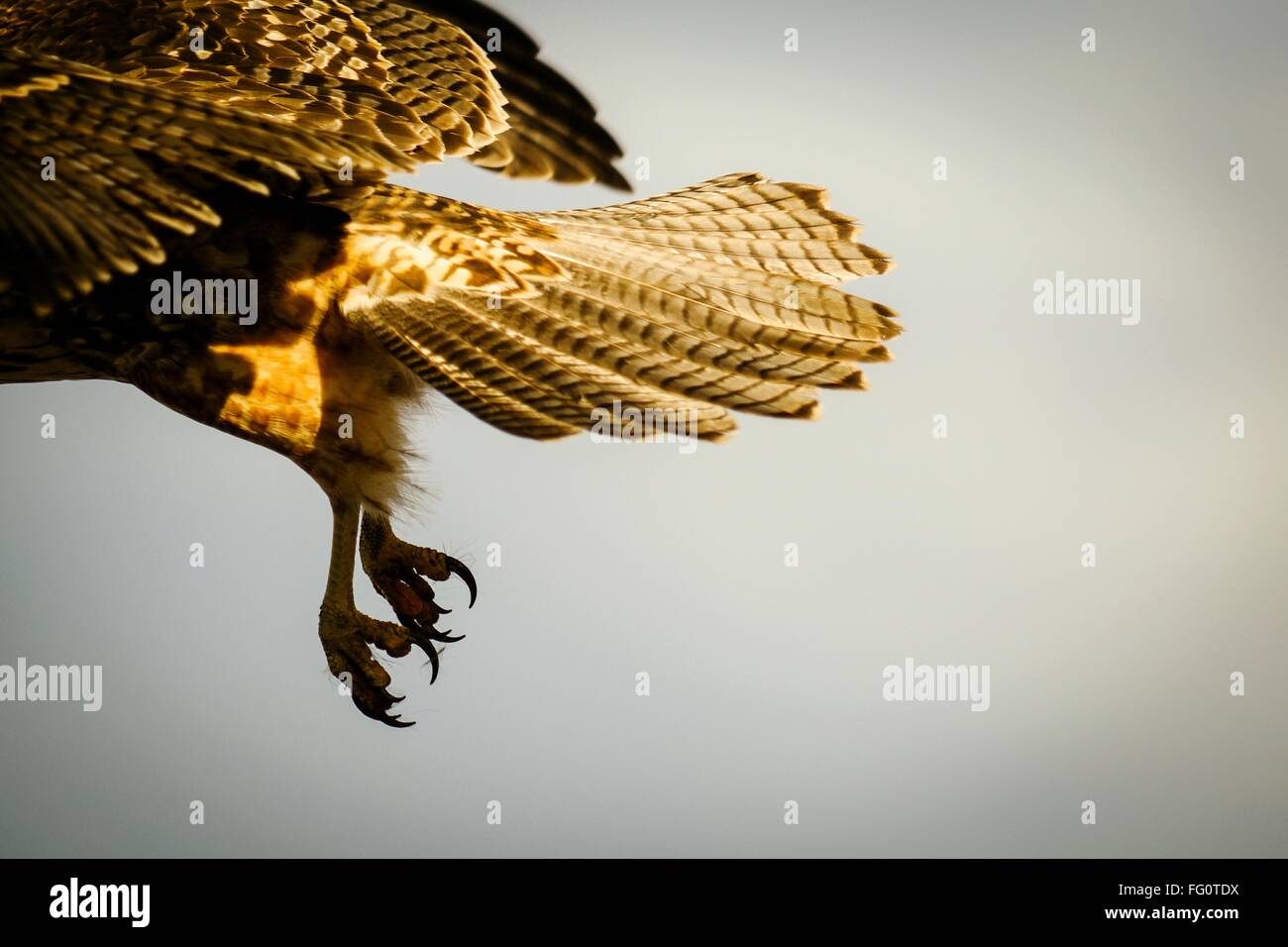 Flying bird side hi-res stock photography and images - Alamy
