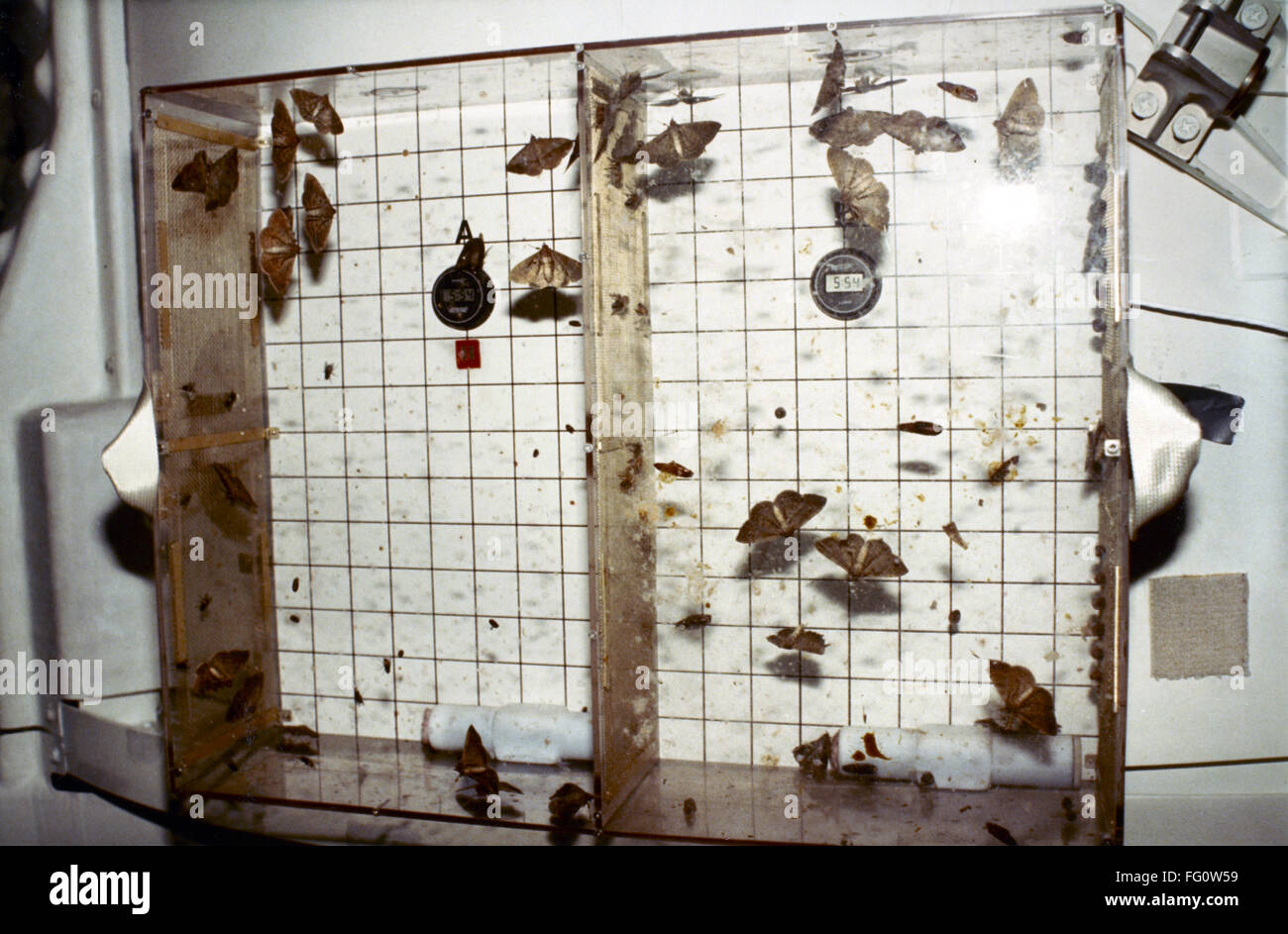 SPACE SHUTTLE: INSECTS, 1982. /nMoths, bees and flies contained in a ...