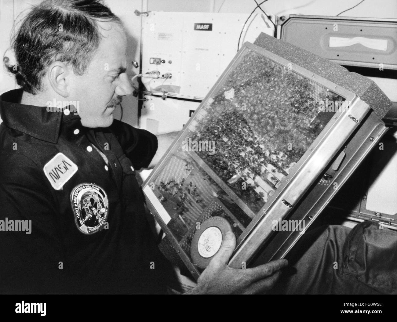 SPACE SHUTTLE: BEES, 1984. /nAstronaut James van Hoften examines a ...