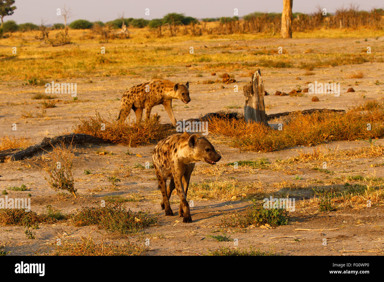 Spotted or Laughing Hyenas are African predators also scavengers eating ...
