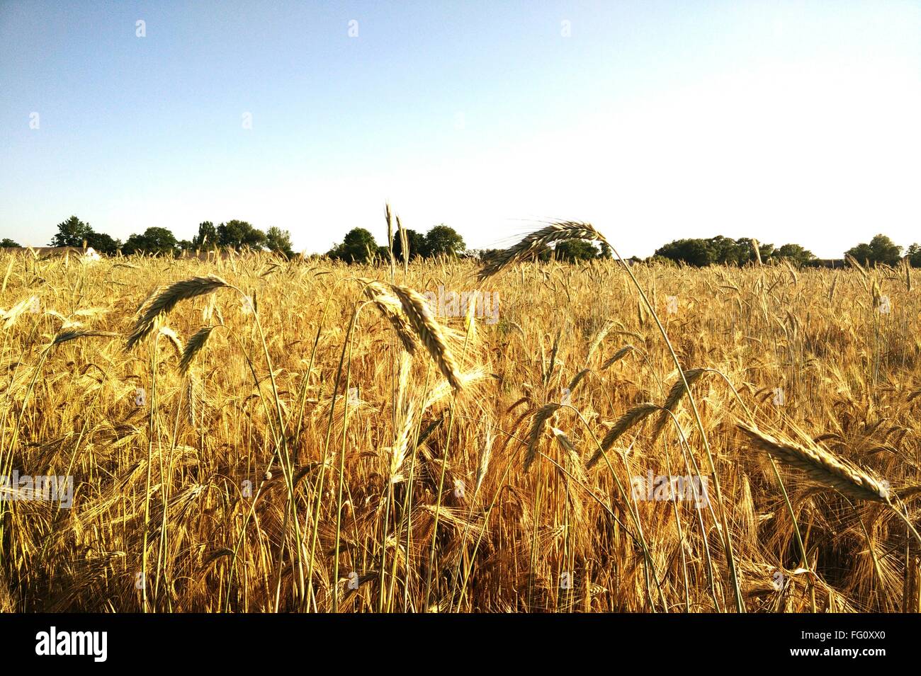 Wheat growing on farm Stock Photo - Alamy