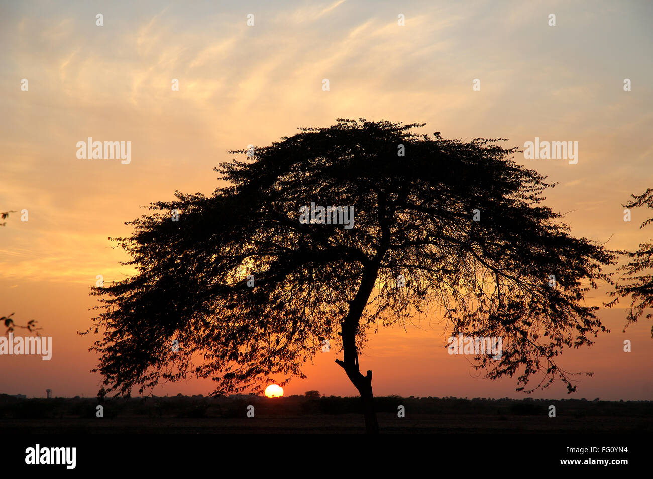 Sunset on field , Gujarat , India Stock Photo - Alamy