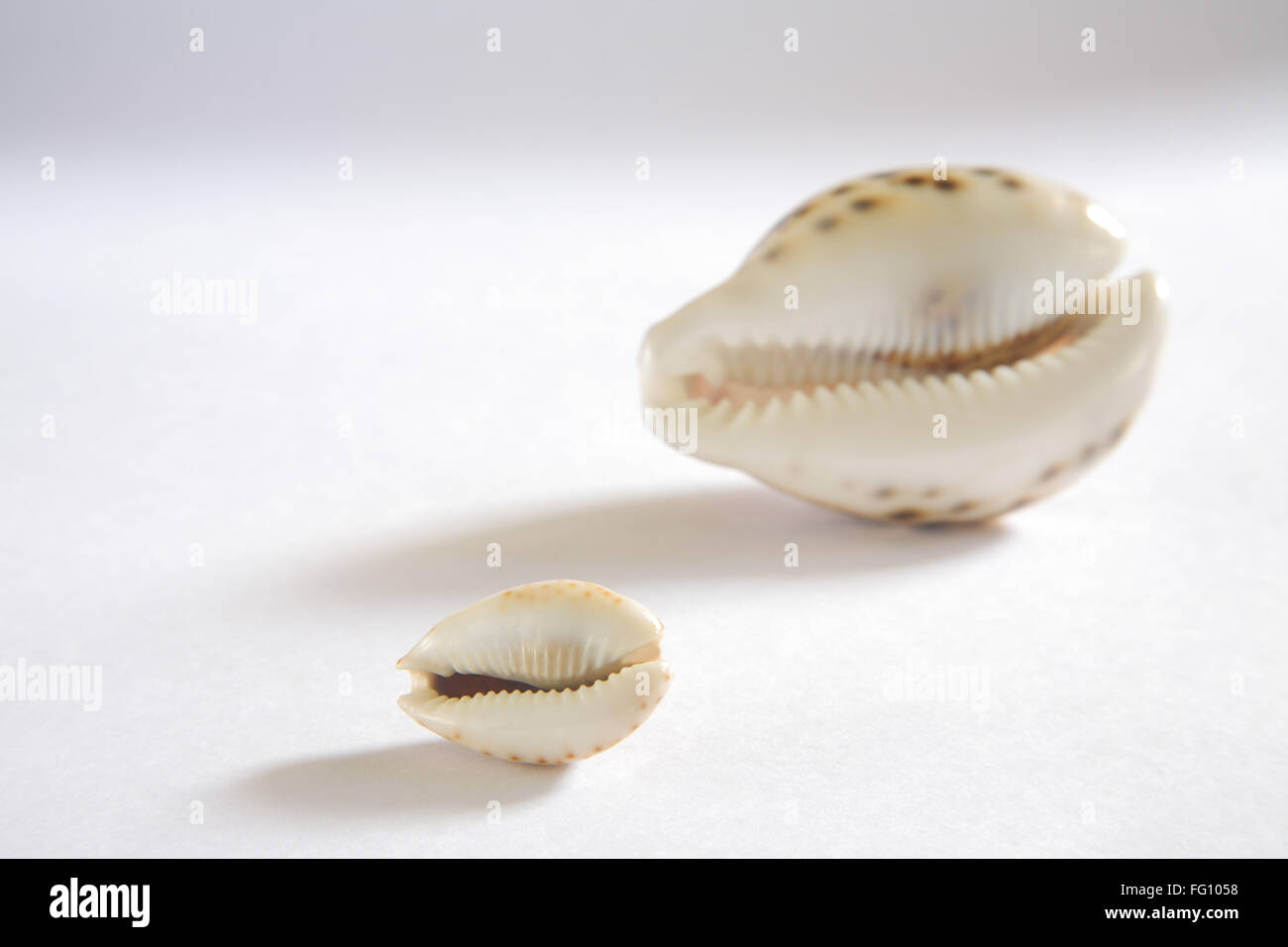 Concept , kaudi shell on white background Stock Photo - Alamy