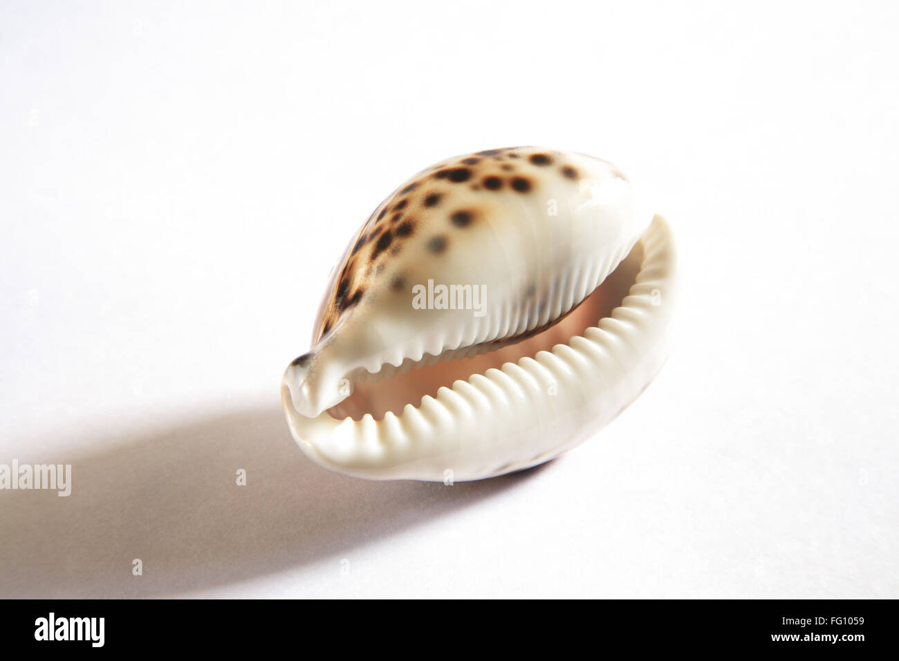 Concept , kaudi shell on white background Stock Photo - Alamy