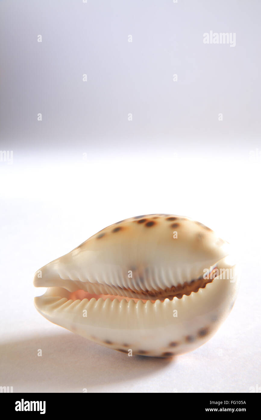 Concept , kaudi shell on white background Stock Photo - Alamy
