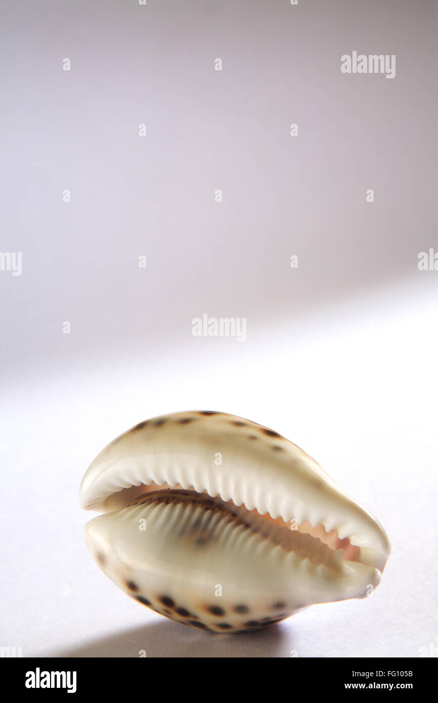 Concept , kaudi shell on white background Stock Photo - Alamy